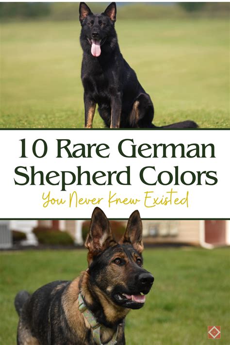 Rare Colors For German Shepherds