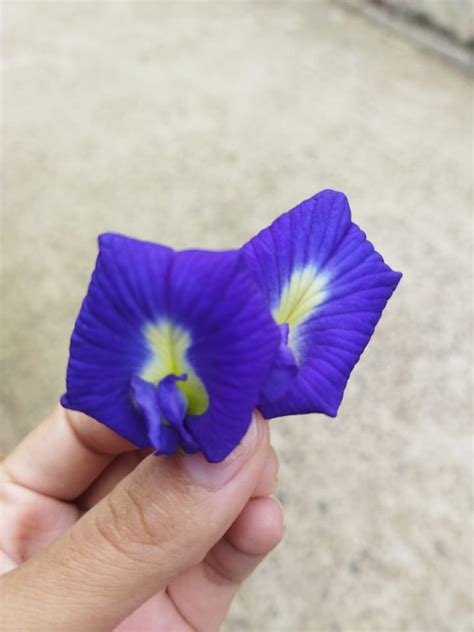 Nipu Fashion Style 👠🥻👢👡🌿🌺🌳