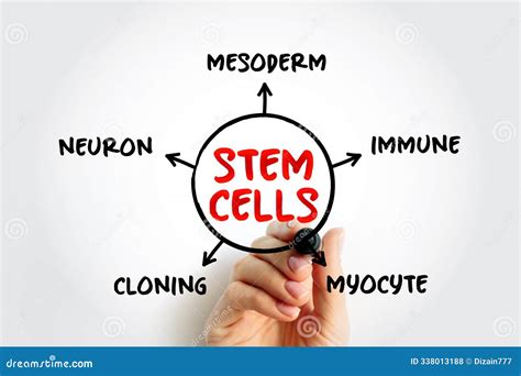Stem Cells Special Human Cells That Are Able To Develop Into Many