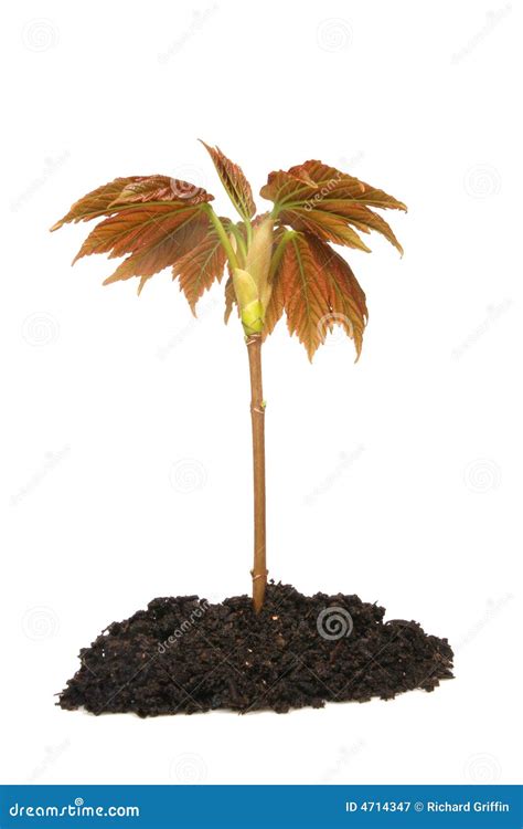 Tree Sapling Stock Image Image Of Leaf Nurture Growth