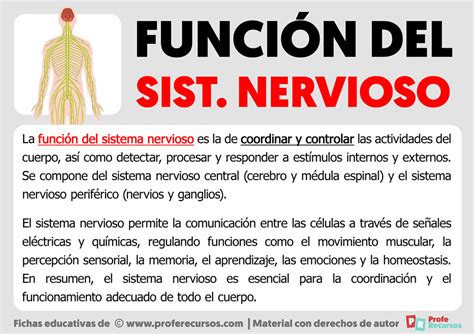 Función Del Sistema Nervioso