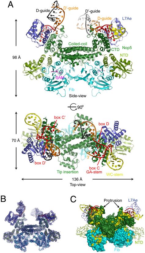 Overview Of The C D Rnp Structure A Ribbon Representation Of The C D Download Scientific