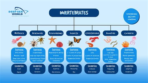 Invertebrates Classification Chart