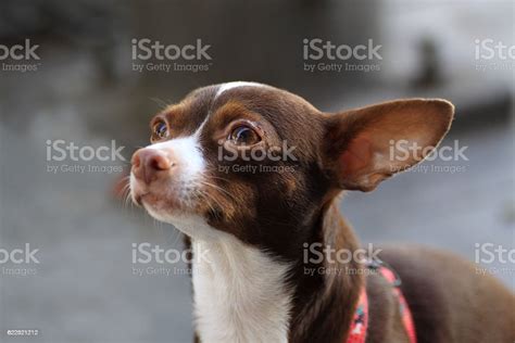 Dark Brown Chihuahua