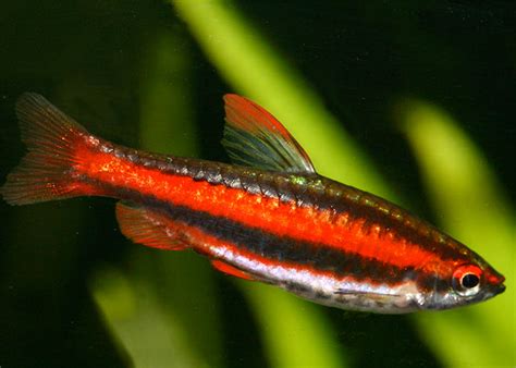Pencil Fish Coburg Aquarium