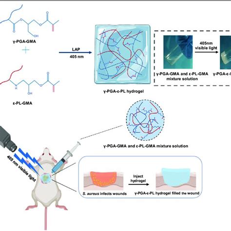 Rheological Characterizations Of γ Pga ε Pl Hydrogels A B Storage Download Scientific Diagram
