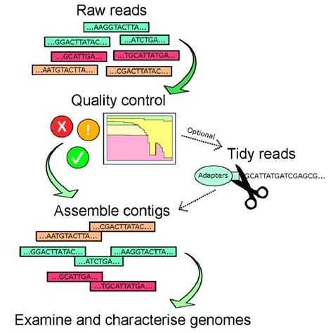 Overview Of Genome Assembly As Part Of The Bioinformatic Pipeline Used