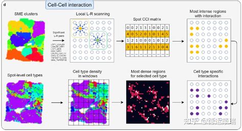 聚焦生信 Stlearn空间转录组细胞互作解决方案 附代码 知乎
