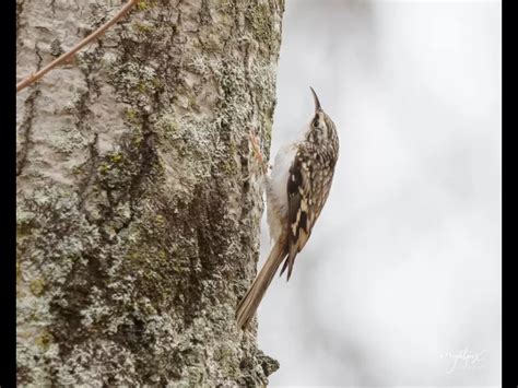 Brown Creeper In Westborough Sudbury Valley Trustees
