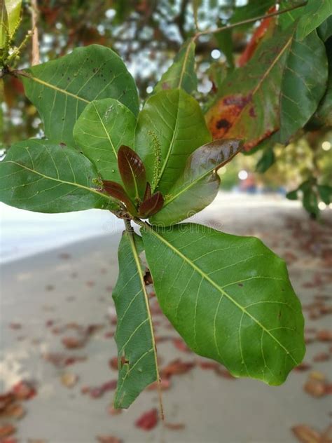 Terminalia Catappa Branches Out By The Beachfront Stock Image Image Of Brown Catappa 311232159