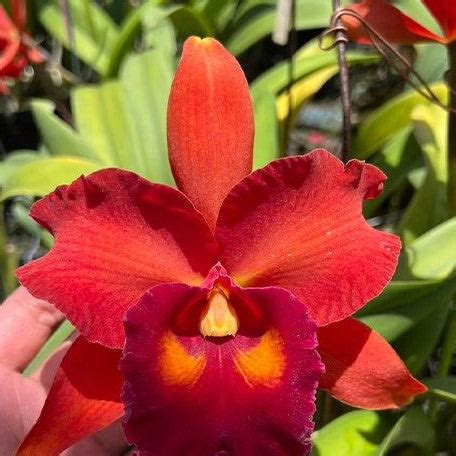 Rhyncholaeliocattleya Eve Marie Barnett Magnificent Watermelon Gold