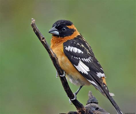 Male Black Headed Grosbeak Beautiful Birds Backyard Birds Pretty Birds