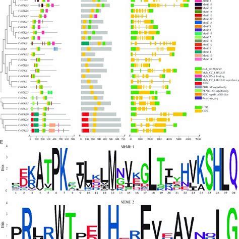 A Protein Phylogeny B Conserved Motif C Conserved Domain D Download Scientific