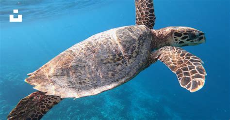 푸른 물에서 헤엄치는 바다거북 사진 Unsplash의 무료 몰디브 이미지