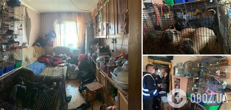 Поліція Києва 5 річна дівчинка жила в непридатних для життя умовах разом із 10 собаками фото