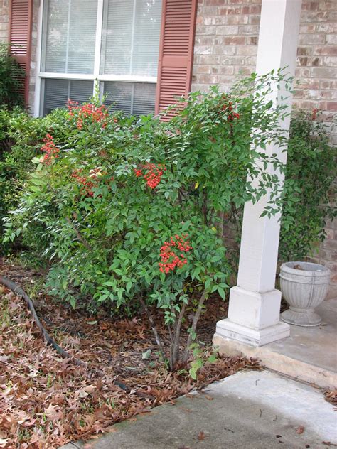 Heavenly Bamboo Nandina Bushes The 8 Best Heavenly Bamboo Varieties To