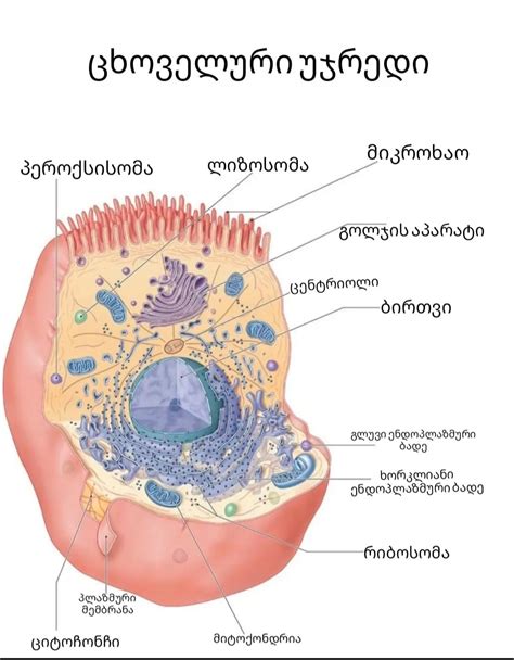 ბიოლოგია ცხოველური უჯრედის ილუსტრაცია🧬 Facebook