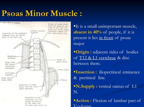 Psoas Major Muscle Origin And Insertion