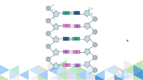 Duplicacion Rompecabezas En L Nea
