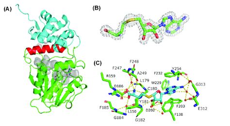 Crystal Structure Of Sam Dependent Methyltransferases From The Anammox Download Scientific