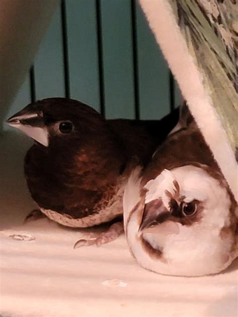 Dwarf Monk R Transmogrification