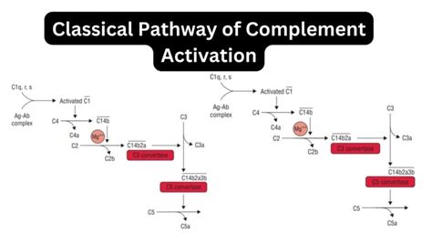 Alternative Pathway Of Complement System Biology Notes Online