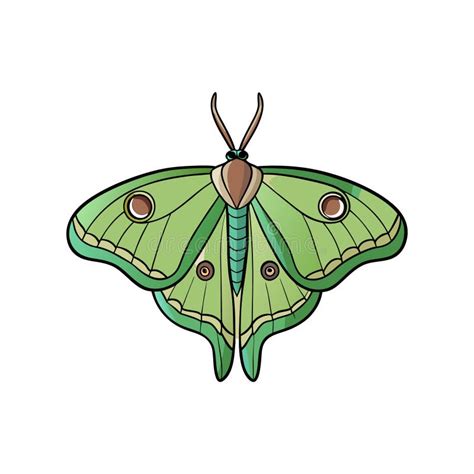 Realistic Color Illustration Of Luna Moth Stock Image Illustration Of