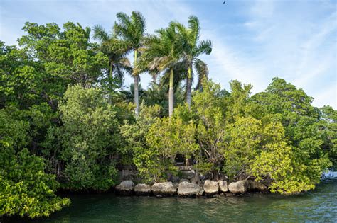 한낮에는 야자수와 맹그로브가 있는 해안 환경의 고요한 수로를 따라 무성한 열대 식물이 있습니다 0명에 대한 스톡 사진 및 기타 이미지 Istock