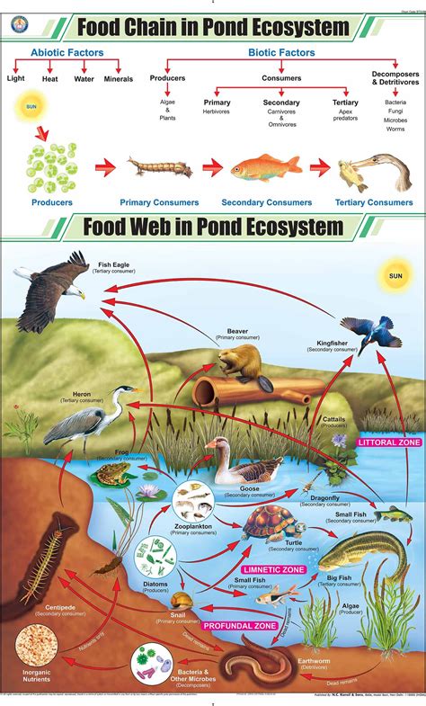 Pond Ecosystem Food Chain