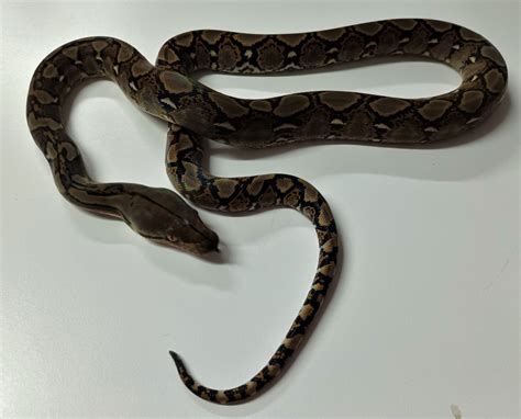Normal Reticulated Python Male Yearling Exotic Pet Store