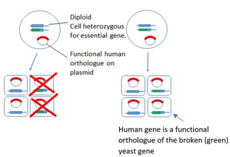 Yeast As A Platform For Testing Human Genetic Variants Flashcards Quizlet