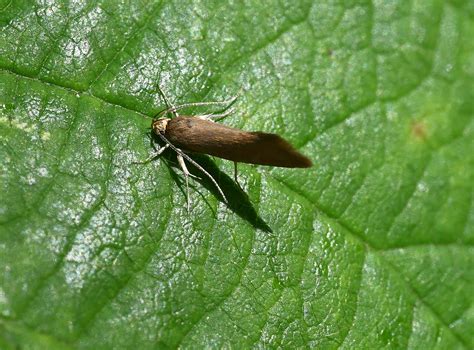 Brown Bark Moth Friends Of Heene Cemetery
