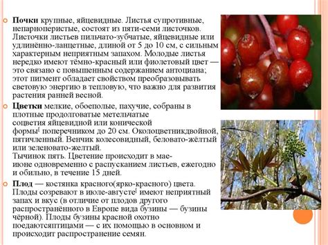 Лекарственные растения, угнетающие ЦНС (потогонного действия ...