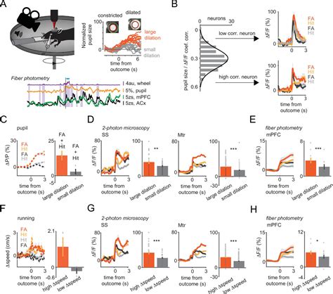 Cortex Wide Response Mode Of Vip Expressing Inhibitory Neurons By Reward And Punishment Elife