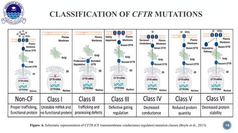 Cystic Fibrosis Cftr Genepptx