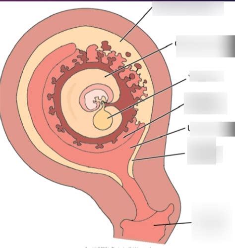 First Trim Label Diagram Quizlet