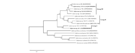 Whole Genome Phylogenetic Tree Based On 92 Core Gene Sequences Showing