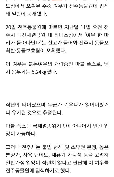 전주에서 포획된 여우 근황  오르비