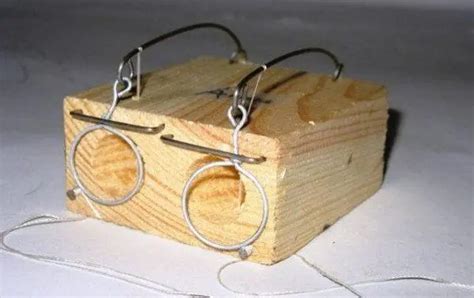 Ловушка для мышей: 9 простых и проверенных способов обезвредить ...