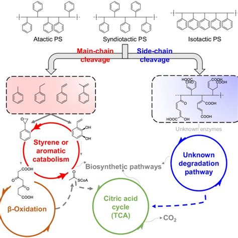 Pdf Biodegradation Of Polyethylene And Polystyrene From Microbial Deterioration To Enzyme
