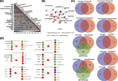antibiotic induced correlation networks in oa mice a correlation