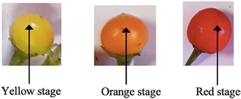 Photographs Illustrating The Yellow Orange And Red Stages Of Ripeness