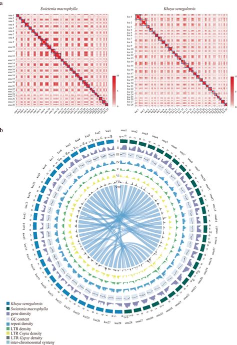 Hi C And Circos Plots Of Two Mahogany Genomes A Hi C Map Of The S Download Scientific