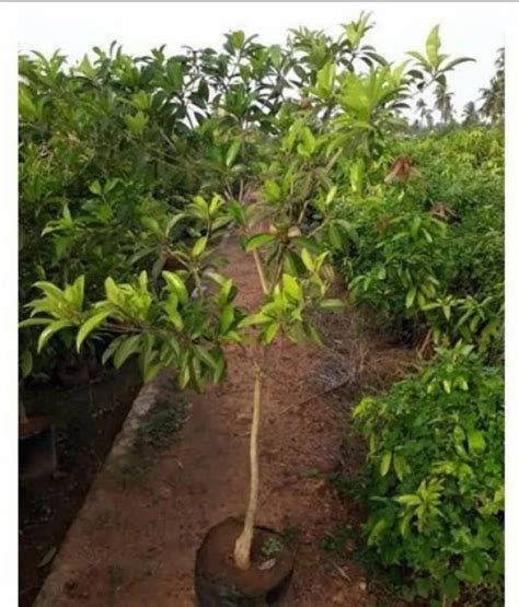 2 Feet Chiku Fruit Plant At ₹ 110 Piece In Araria Id 2856362847897