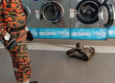 Quickcheck Was A Python Found Inside A Washing Machine At A Johor