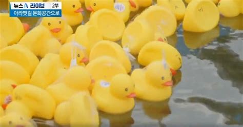 아라뱃길에 오리인형 수천 마리 경주