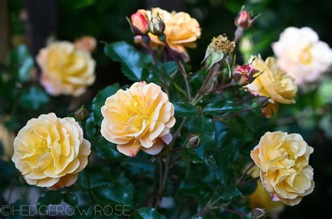 Diffe Types Of Roses And Their Meanings Pdf Infoupdate Org