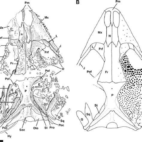 Skull And Cervical Vertebra Of The Crocodyliform Stomatosuchus Inermis