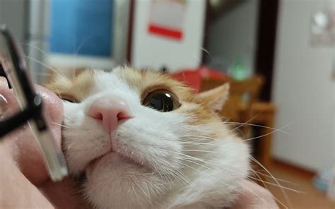 小猫咪 反抗反抗是没有用的越反抗他越兴奋 哔哩哔哩