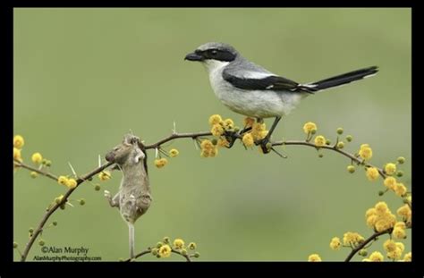 Bird Lab Flashcards Quizlet